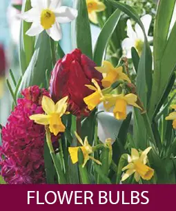 Johnstown Garden Centre | Ireland's Leading Garden Centre | I00% Irish ...