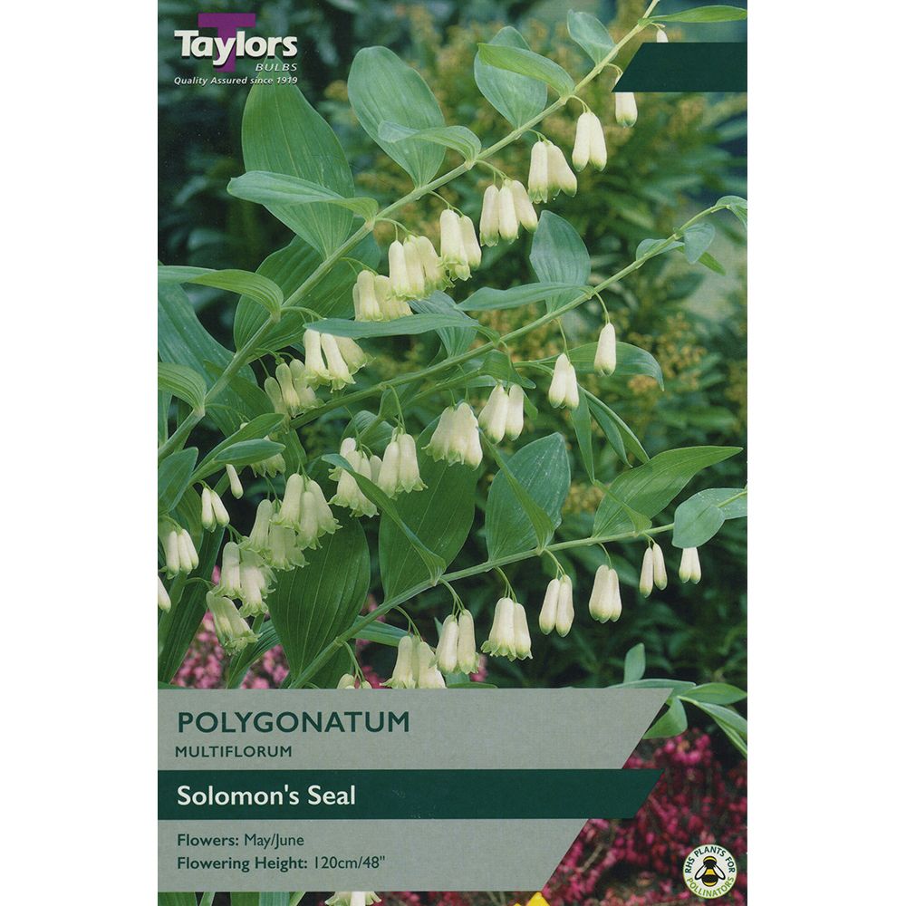 polygonatum multiflorum