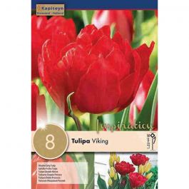 Tulip Viking