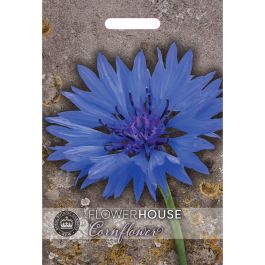Kew Flower House - Cornflower Centaurea Cyanus Blue Boy