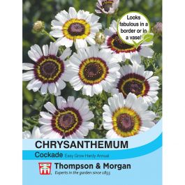 Chrysanthemum Cockade