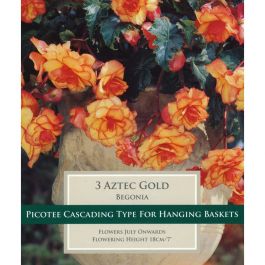 Begonia Aztec Gold Exotic