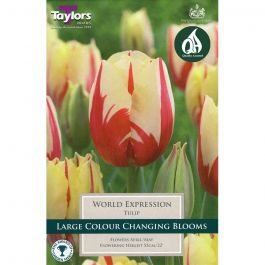 Tulip World Expression
