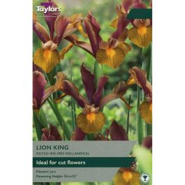 Iris Hollandica Lion King