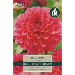 Dahlia Isa Candy