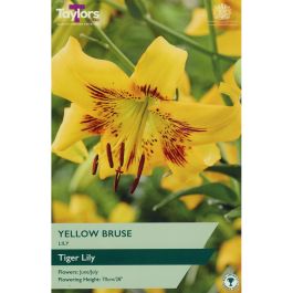 Lily Yellow Bruse Bulbs | Yellow Tiger Lily | Johnstown Garden Centre
