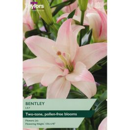 Lily Bentley Bulbs | Pollen-Free Lily | Johnstown Garden Centre