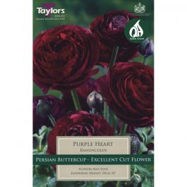 Ranunculus Purple Heart