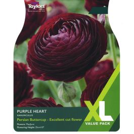 Ranunculus Purple Heart (XL Value Pack)