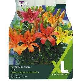Lilium Matrix Fusion XL Value Pack | Compact Lilies | Johnstown Garden ...