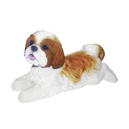 Real Life Shih Tzu